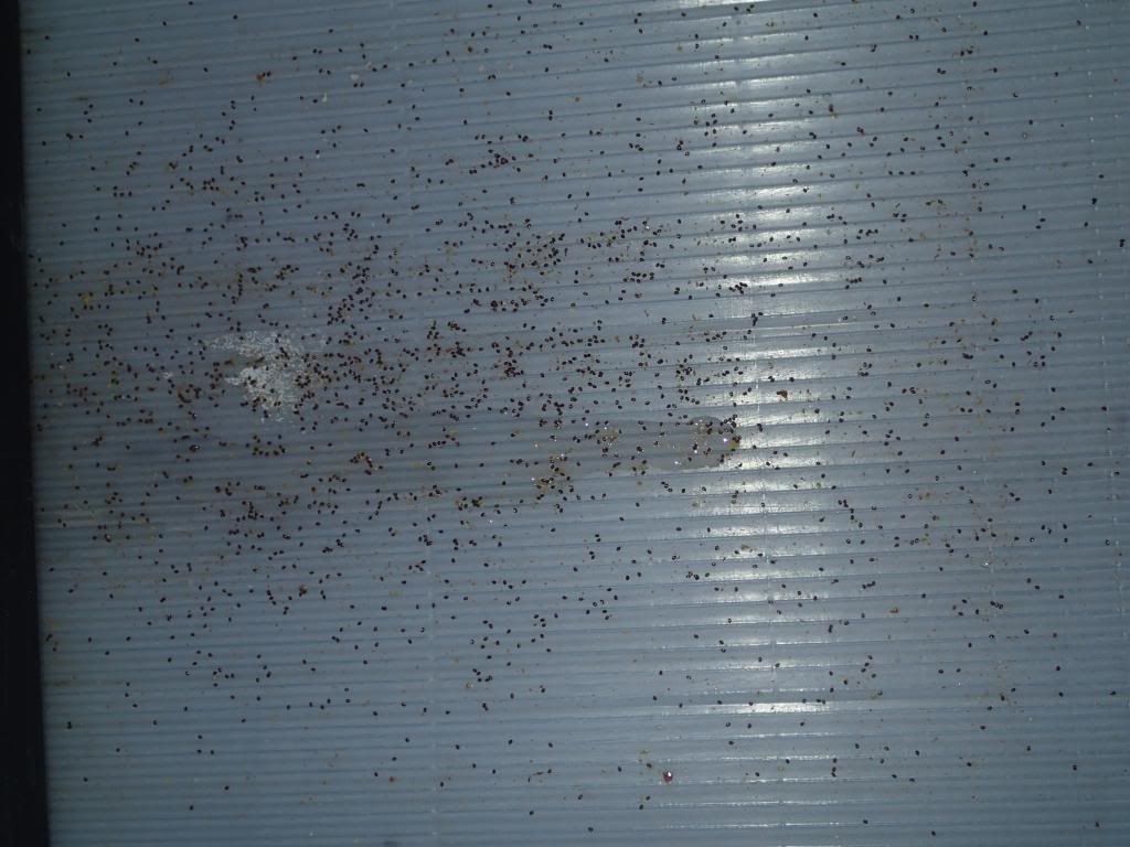 OAV mite drop | Beesource Beekeeping Forums